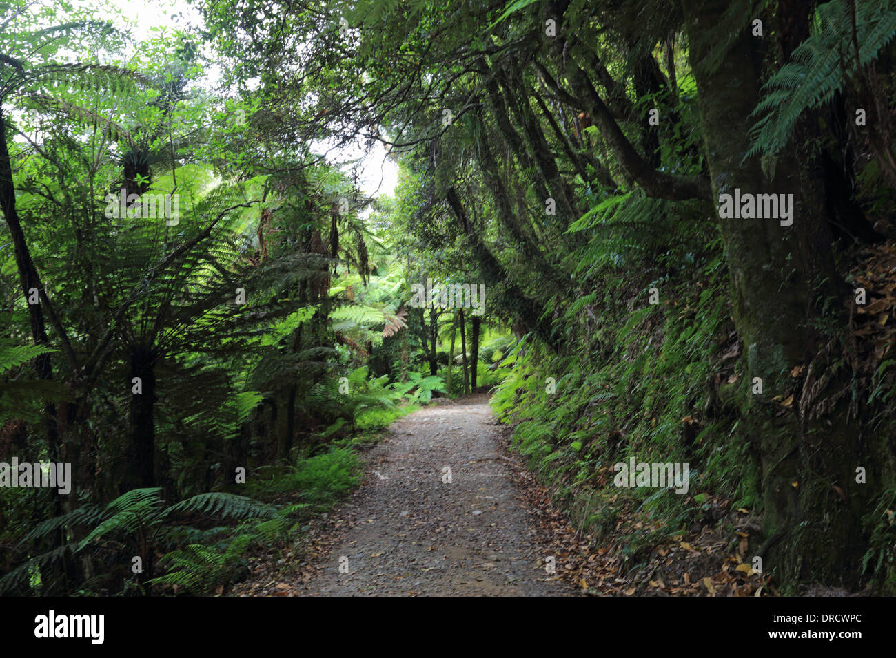 Waioeka gorge new zealand trail hi-res stock photography and images - Alamy