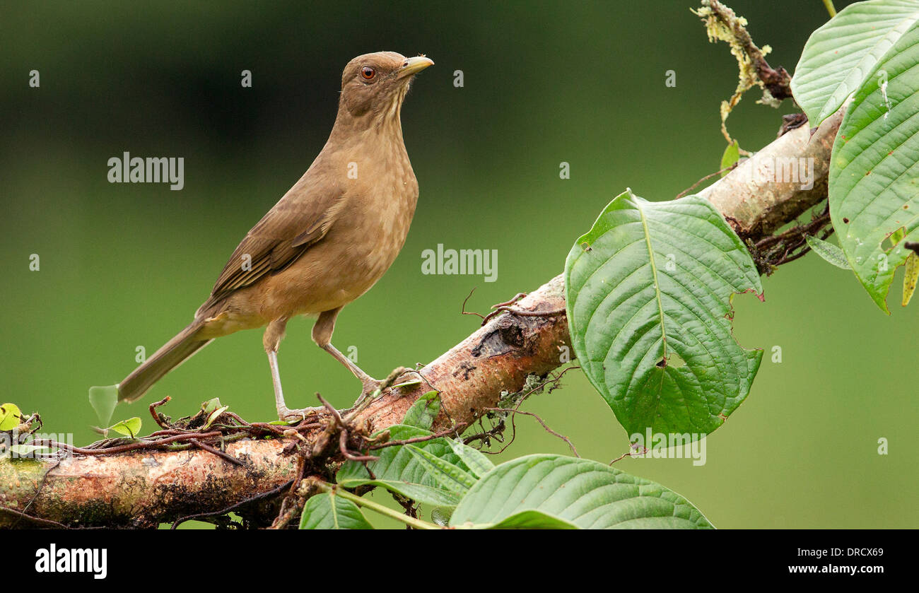 Clay Colored Robin High Resolution Stock Photography and Images - Alamy