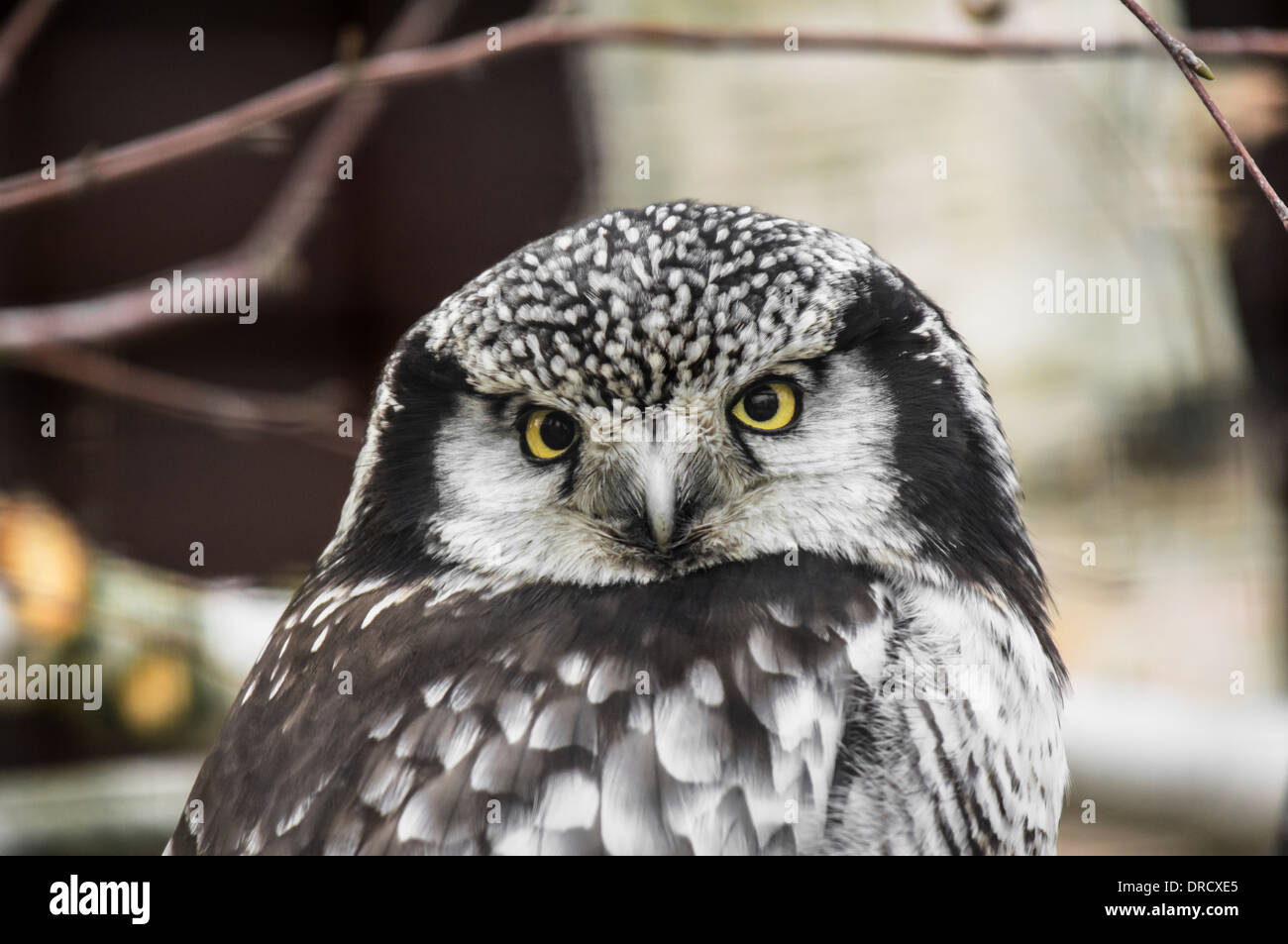 Northern hawk owl head hi-res stock photography and images - Alamy