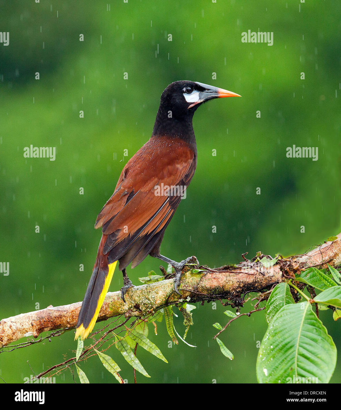 Montezuma oropendola hi-res stock photography and images - Alamy