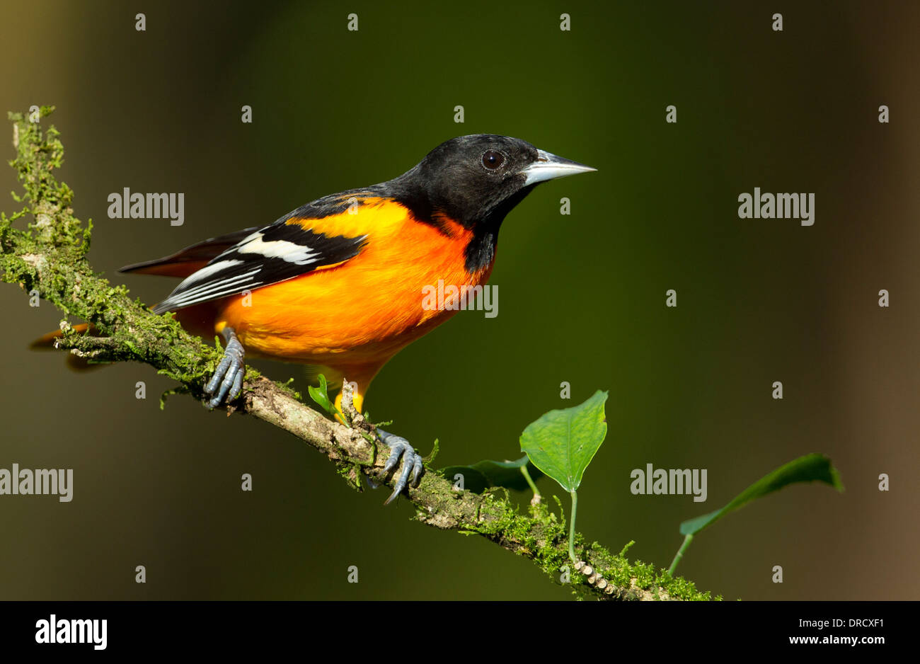 Northern Oriole