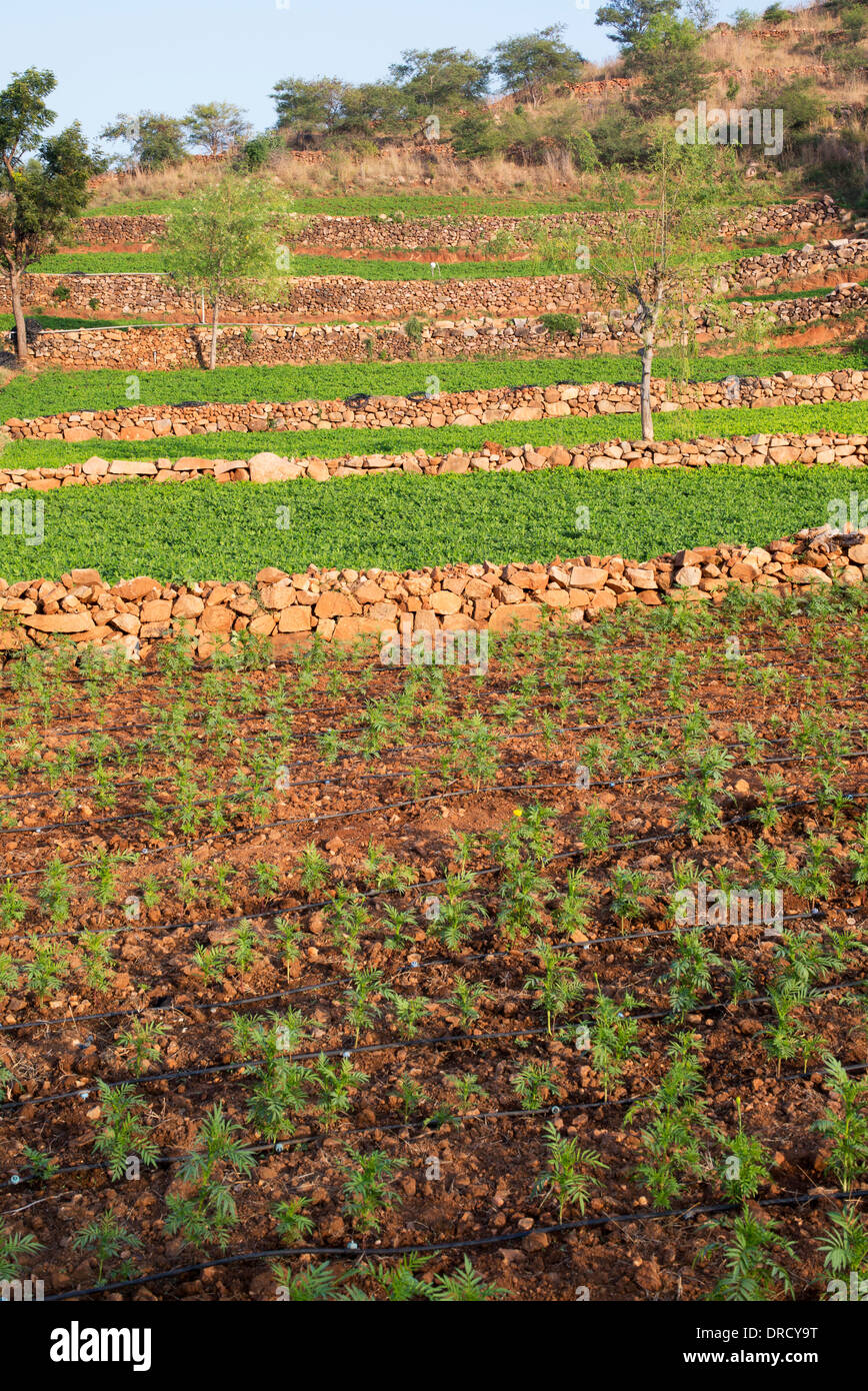 Groundnut field hi-res stock photography and images - Alamy