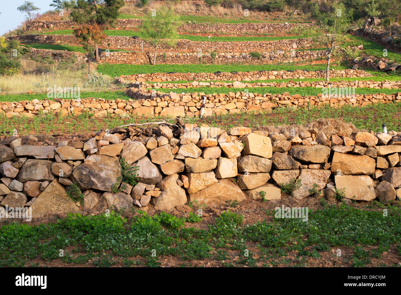 Groundnut field hi-res stock photography and images - Alamy
