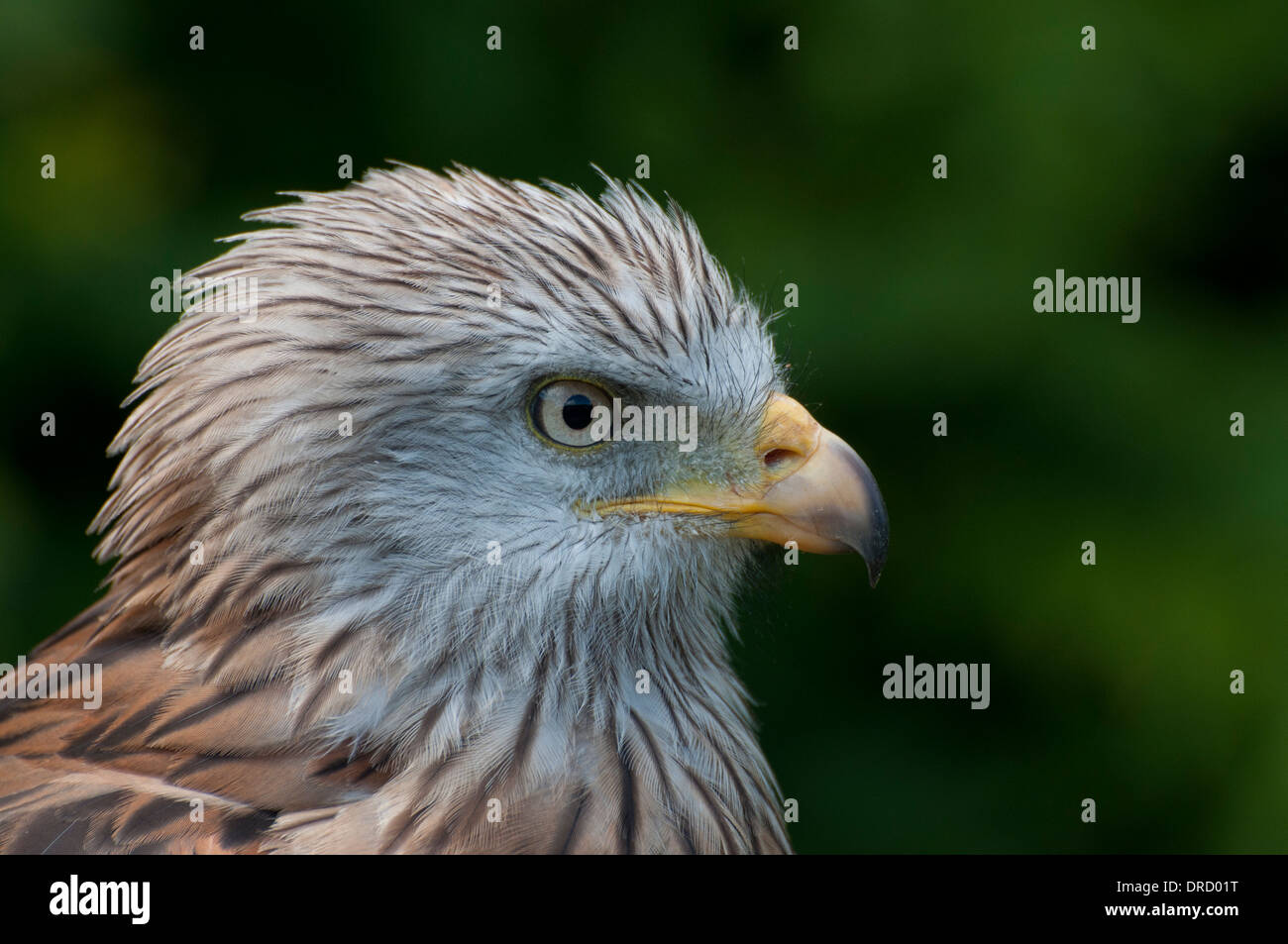 Captive kite hi-res stock photography and images - Alamy