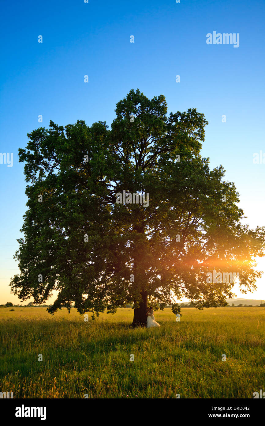 Wedding couple under the oak tree on sunset Stock Photo - Alamy