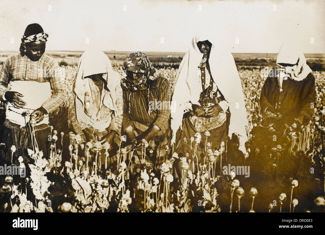 Opium Poppy pickers - near Afyon, Turkey Stock Photo - Alamy