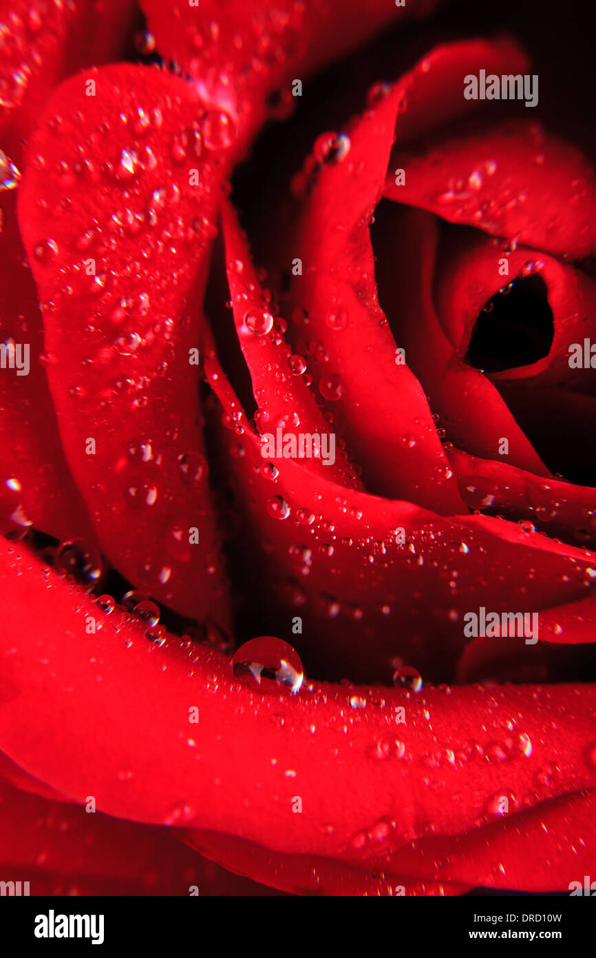 Red rose with water drops close up Stock Photo - Alamy
