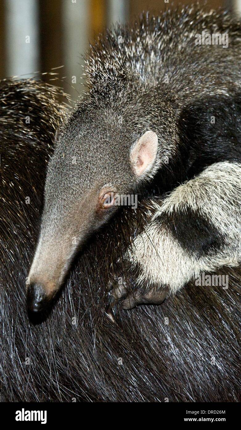 Peter the anteater hi-res stock photography and images - Alamy