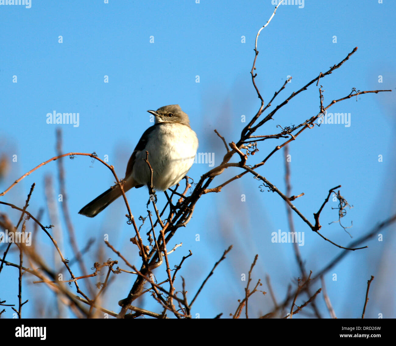 Normal bird hi-res stock photography and images - Alamy