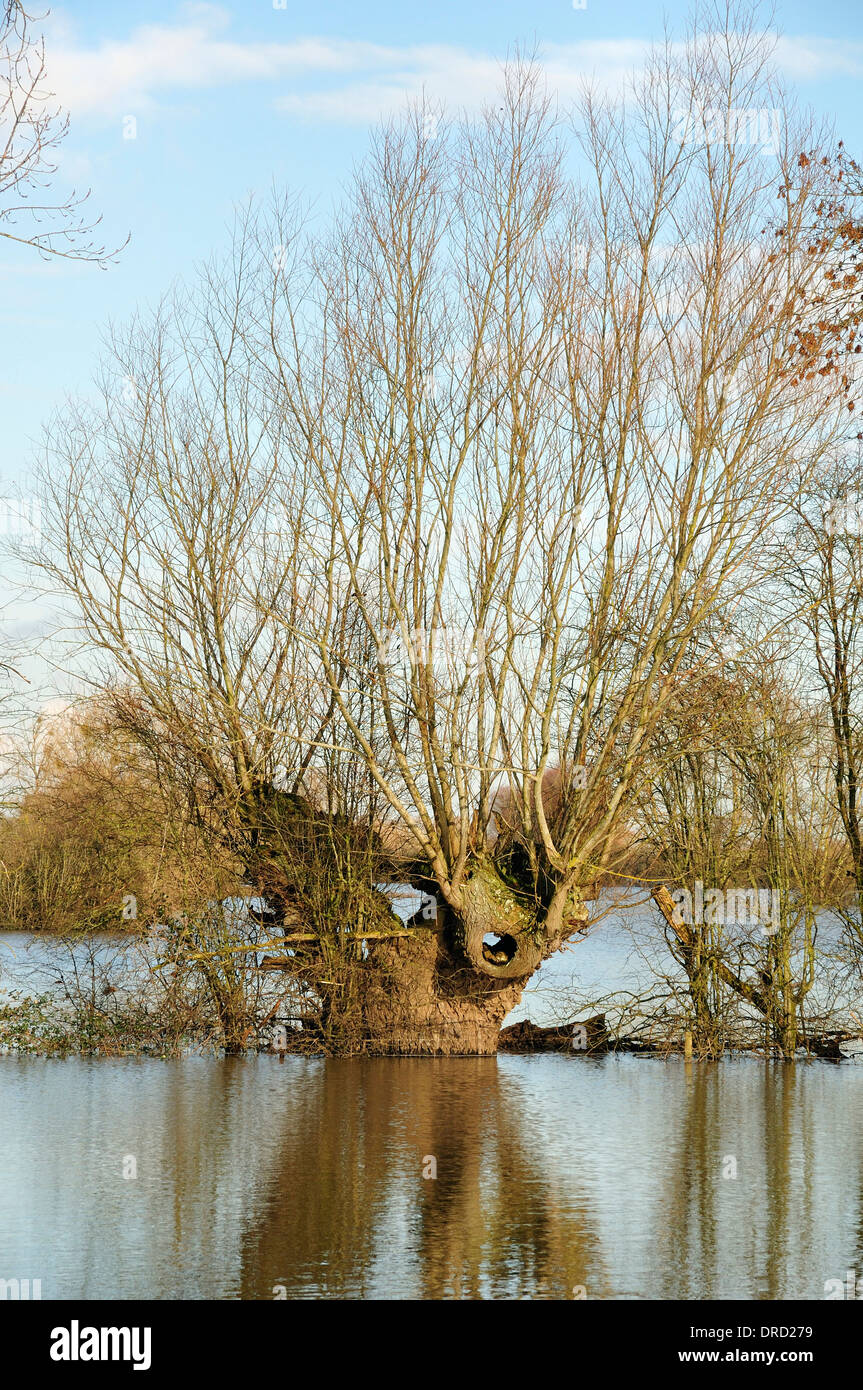 Old Pollarded Willow Tree in floods, Severn Vale, Gloucestershire This ...