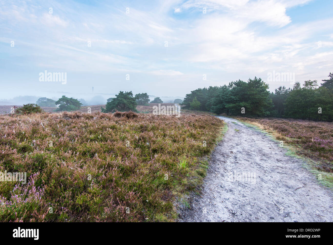 Sandy path in a purple heath landscape with foggy background Stock ...