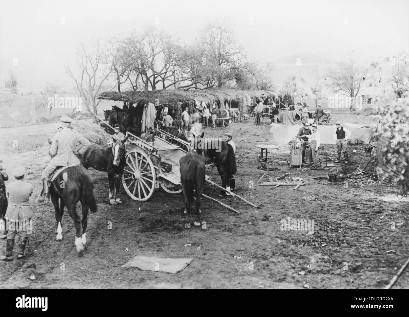 German soldiers with horses in camp, WW1 Stock Photo - Alamy