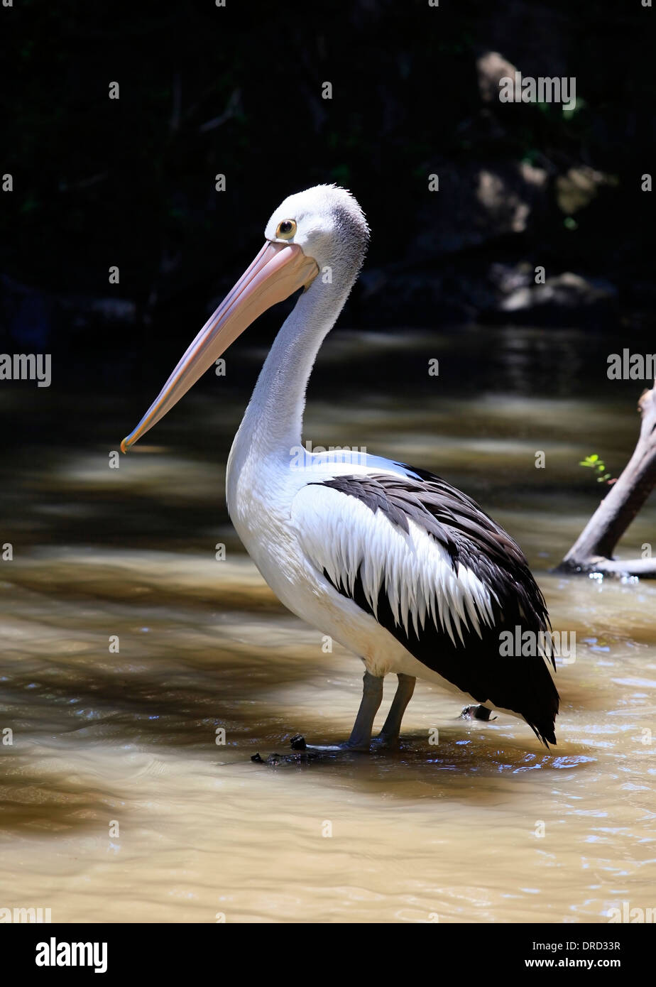 Pelican profile showing the pouched beak. Bali zoo. Indonesia Stock ...