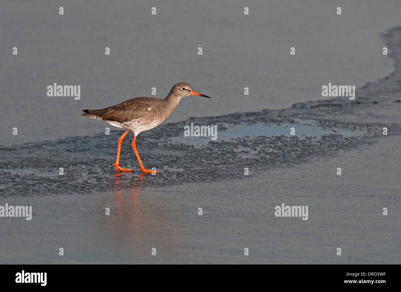 Redshank winter hi-res stock photography and images - Alamy