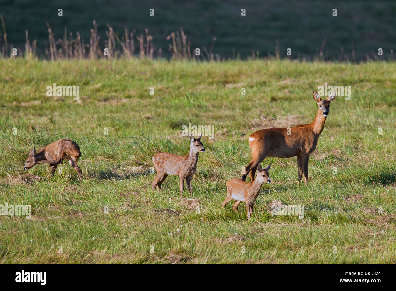 Deer female with fawn hi-res stock photography and images - Alamy