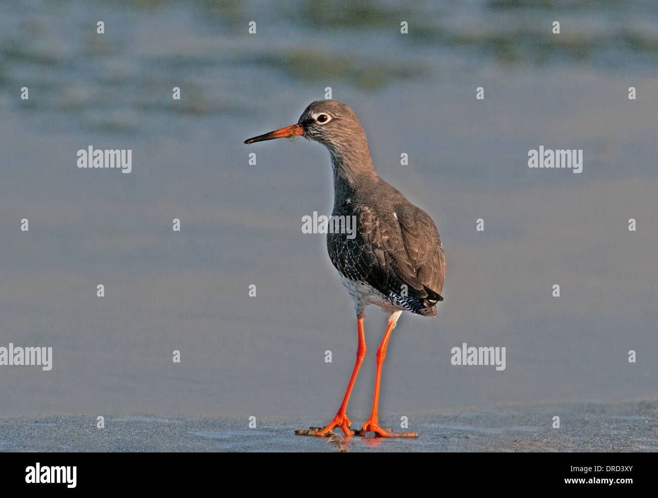 Uk wader winter hi-res stock photography and images - Alamy
