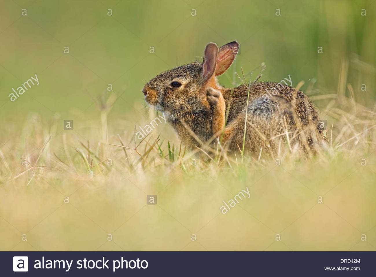 Scratching Leg Stock Photos & Scratching Leg Stock Images - Alamy