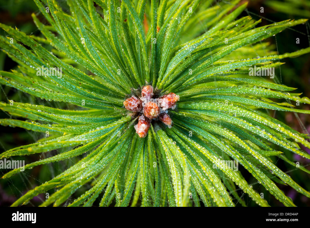 Young pine tree hi-res stock photography and images - Alamy