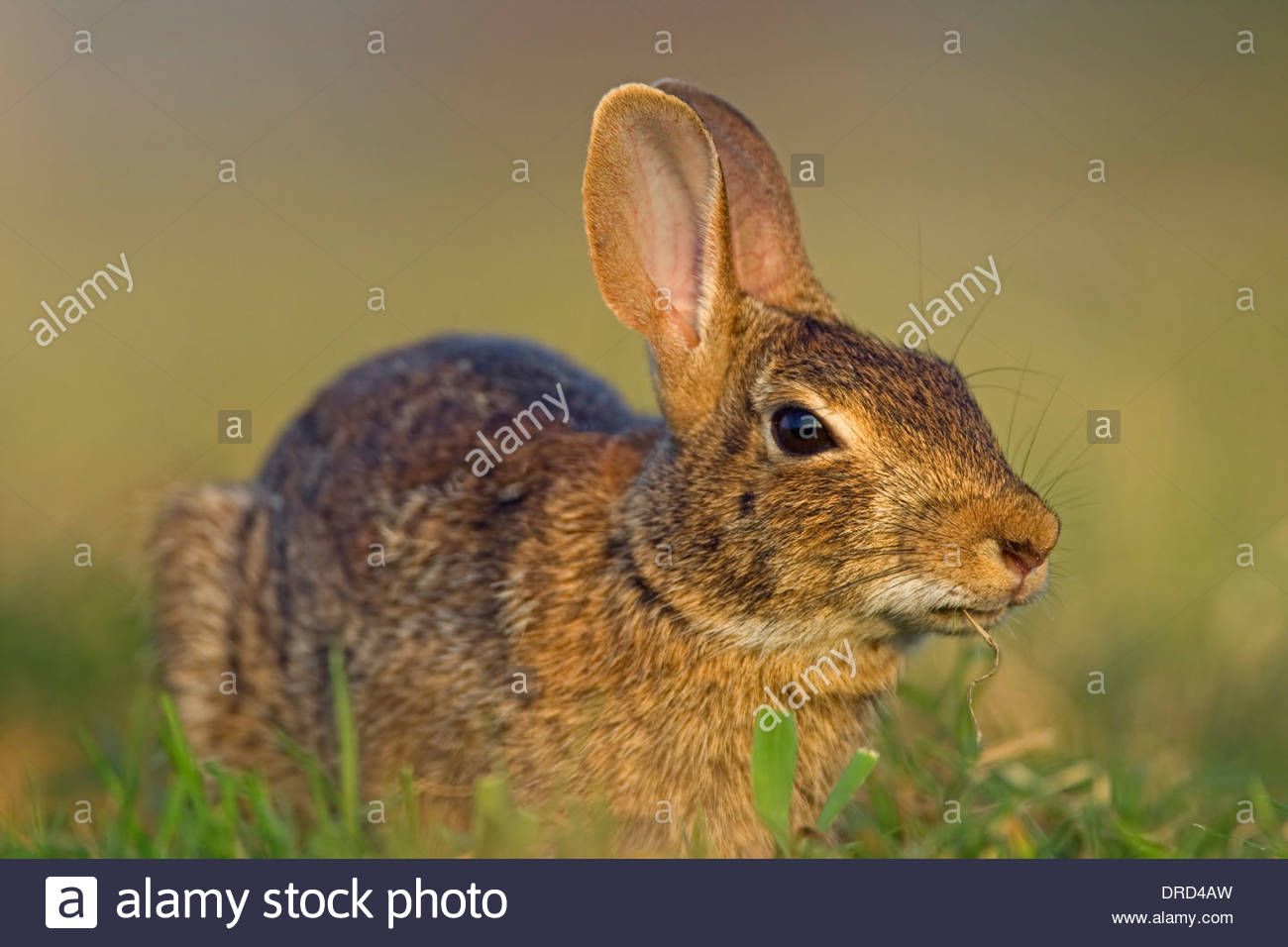 Eastern Cottontail High Resolution Stock Photography and Images - Alamy