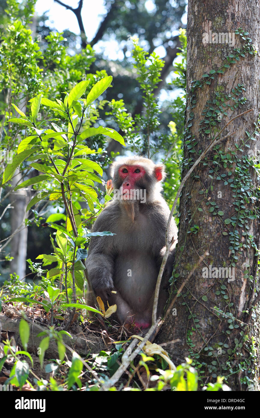 Monkey tail hi-res stock photography and images - Alamy