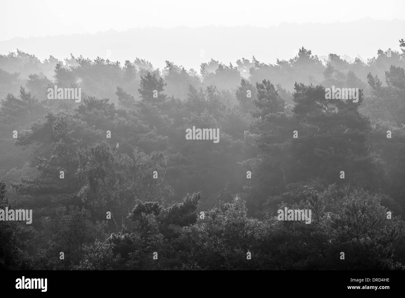 Tree lines in morning mist Stock Photo - Alamy