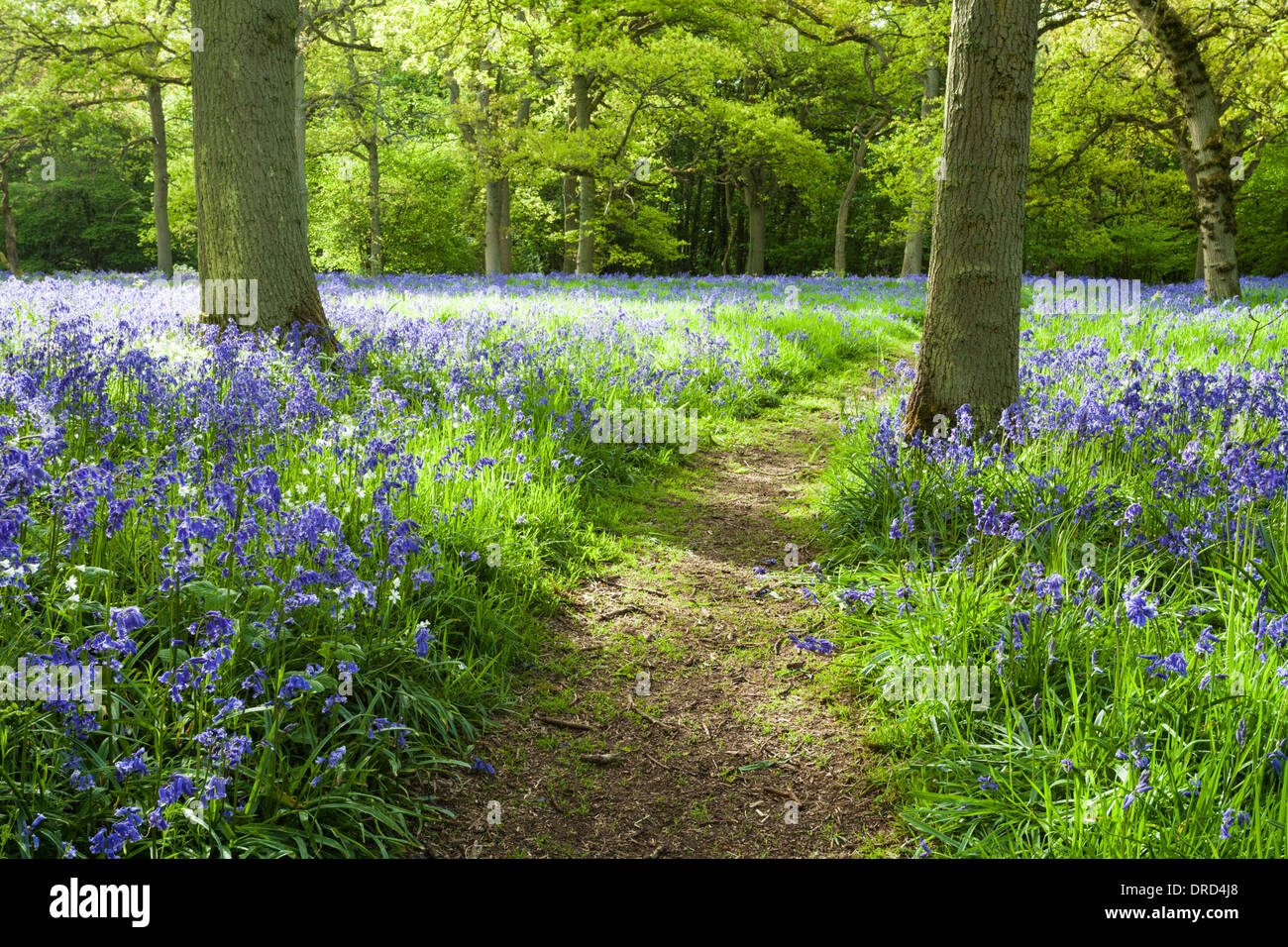 Lit pathway hi-res stock photography and images - Alamy