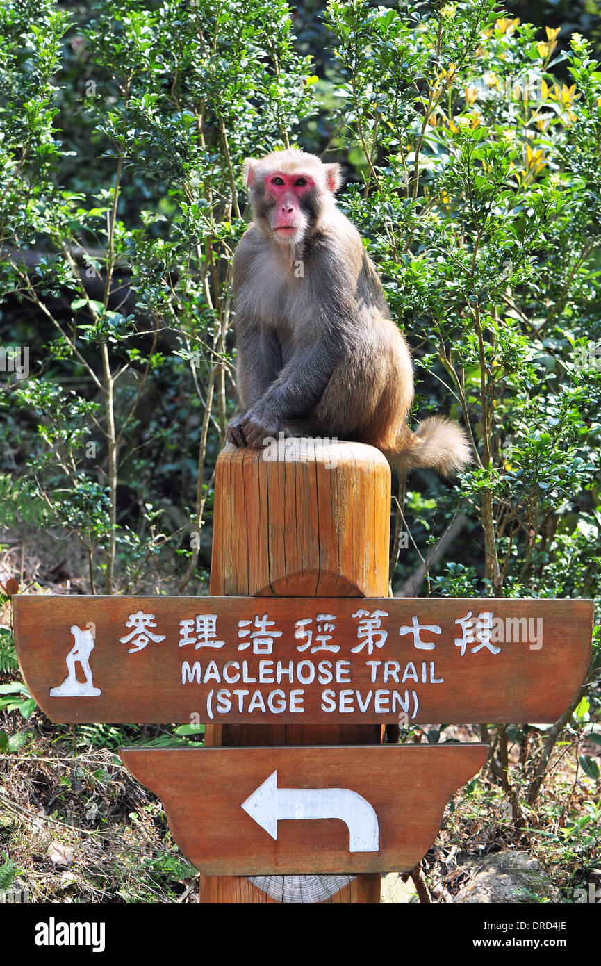 Monkey tail hi-res stock photography and images - Alamy