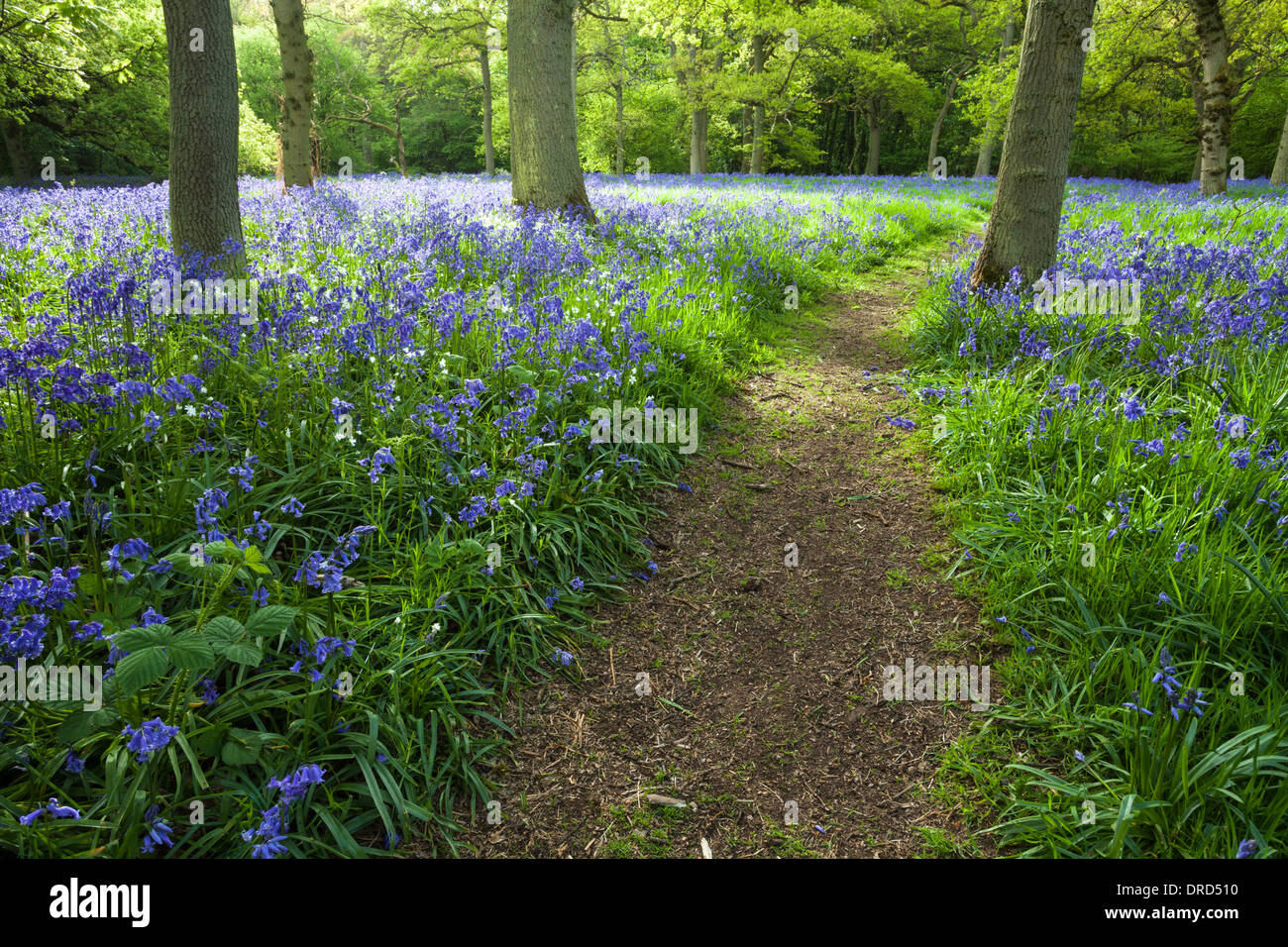Lit pathway hi-res stock photography and images - Alamy