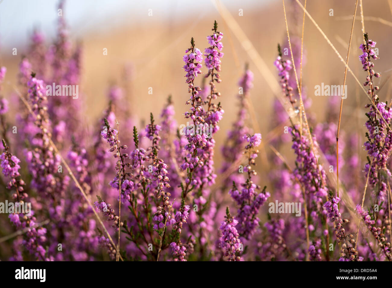 Heath flora hi-res stock photography and images - Alamy