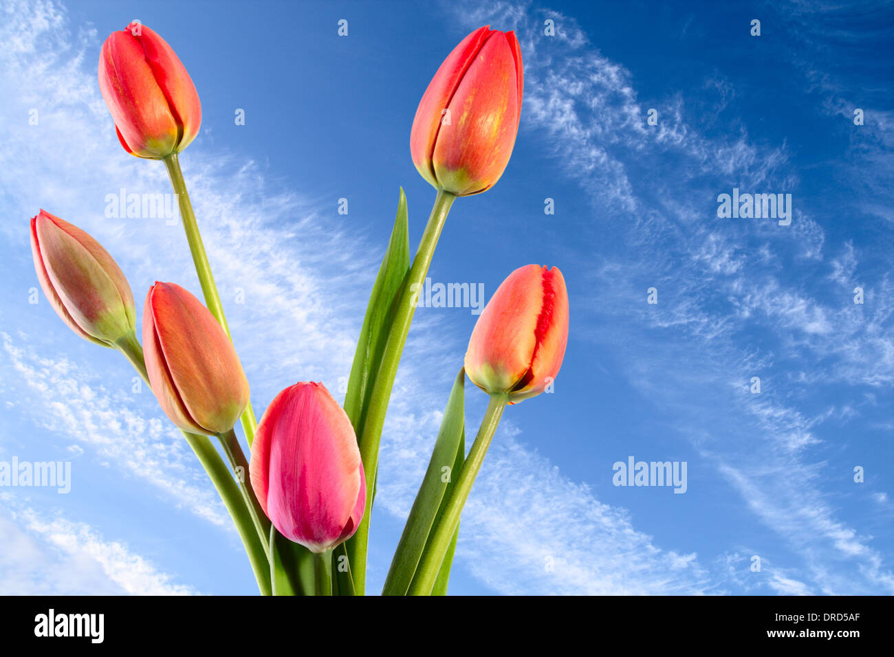 Spring flowers on background of blue sky Stock Photo - Alamy