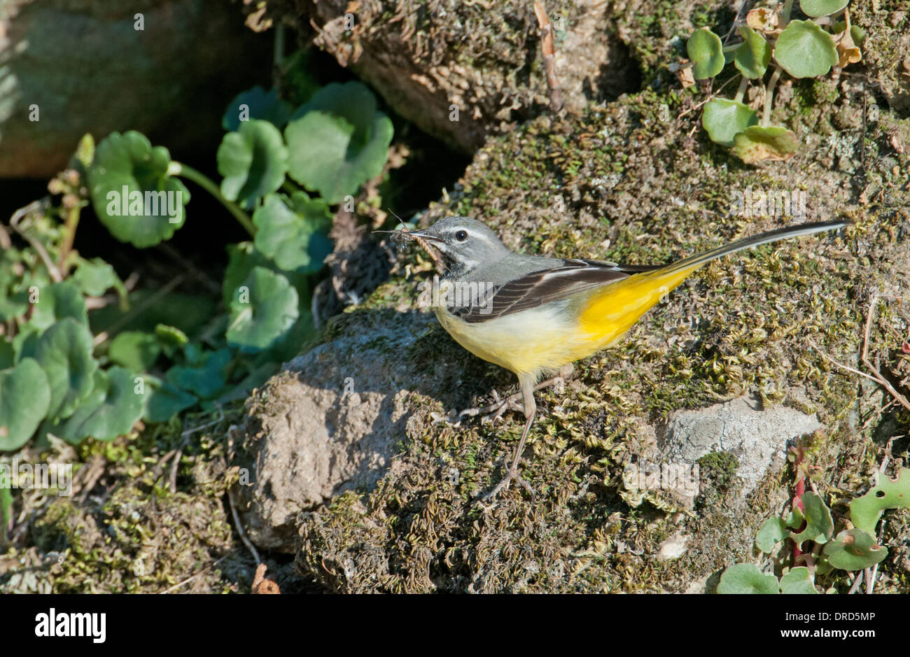 Female Grey Wagtail- Motacilla cinerea Takes Food Into Nest For Chicks ...