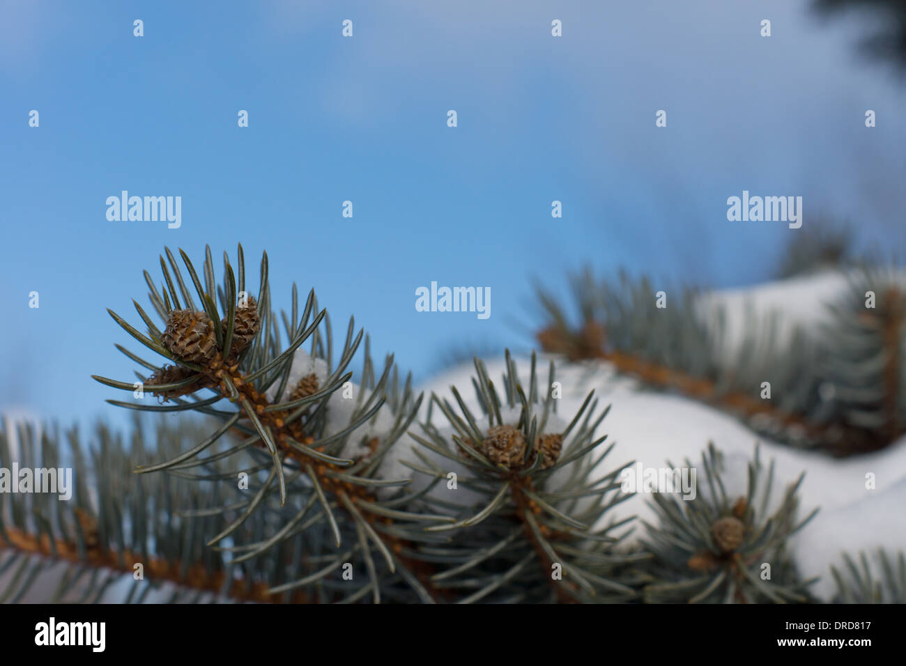 Timber cultivation hi-res stock photography and images - Alamy