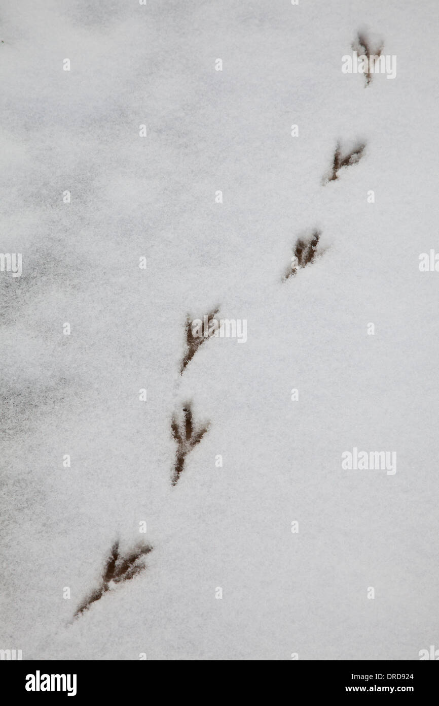 Bird snow prints hi-res stock photography and images - Alamy