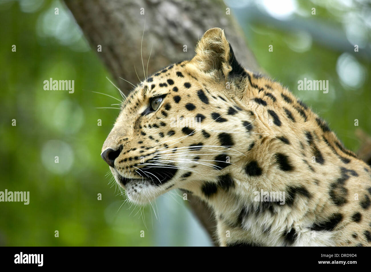 Leopard Ears High Resolution Stock Photography and Images - Alamy