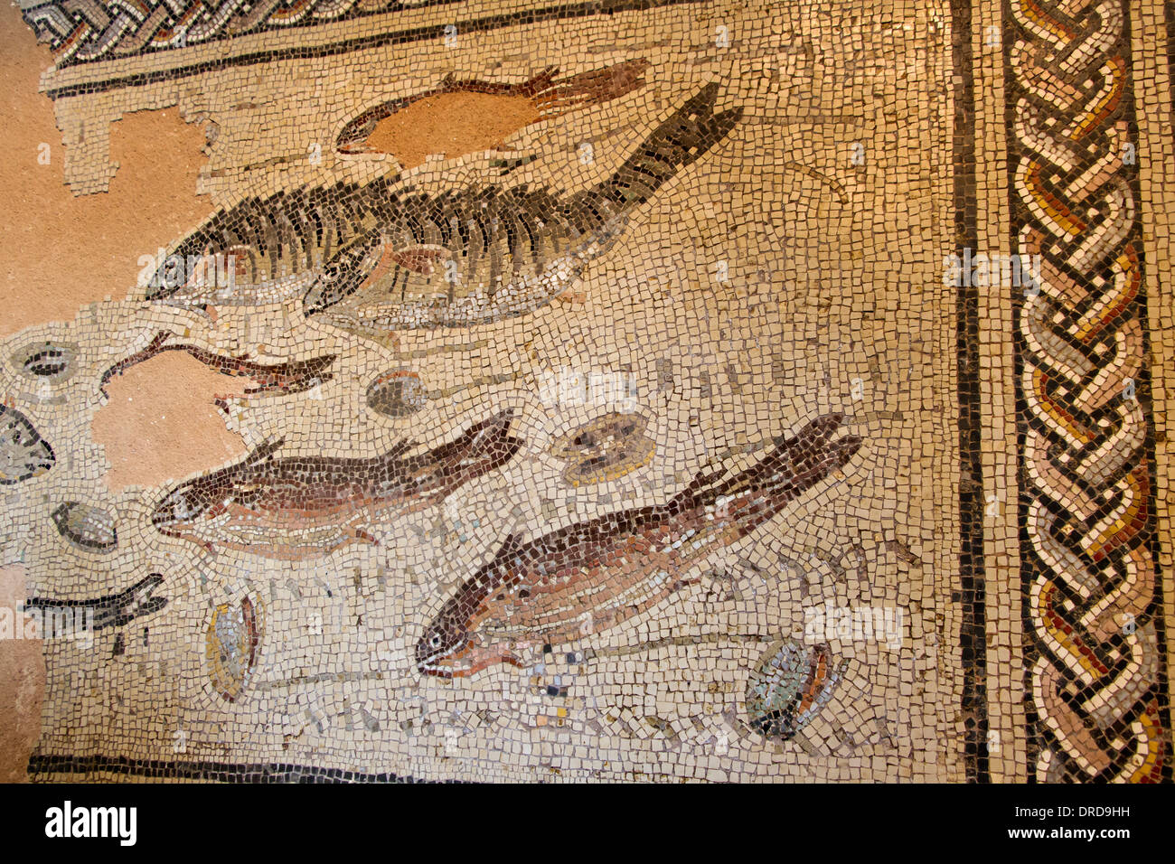 Roman mosaic fish hi-res stock photography and images - Alamy