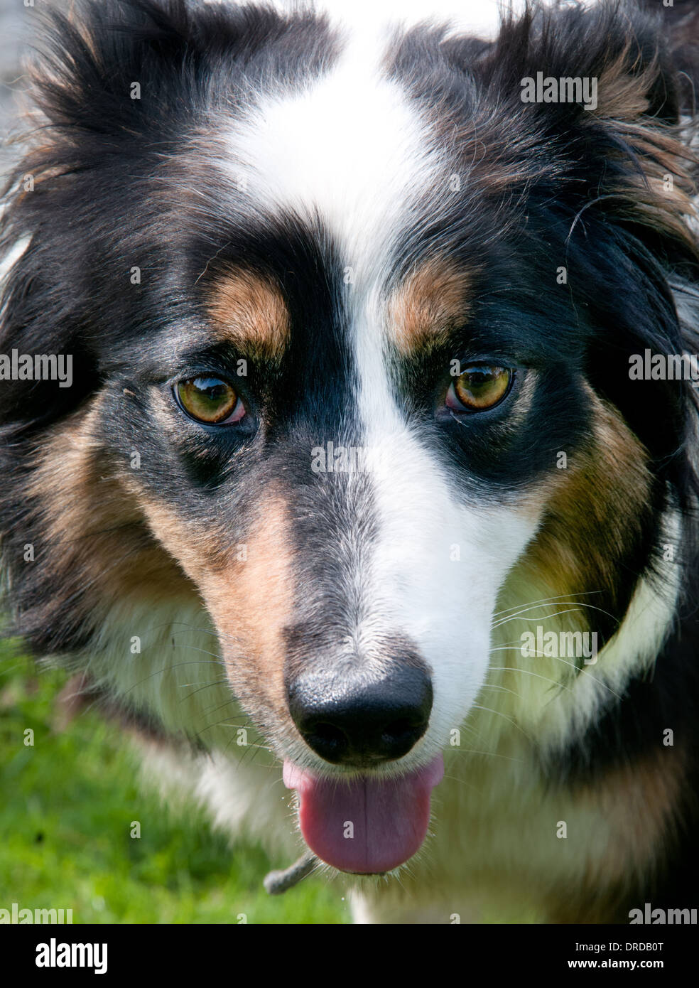 Bling a working Border Collie Stock Photo - Alamy