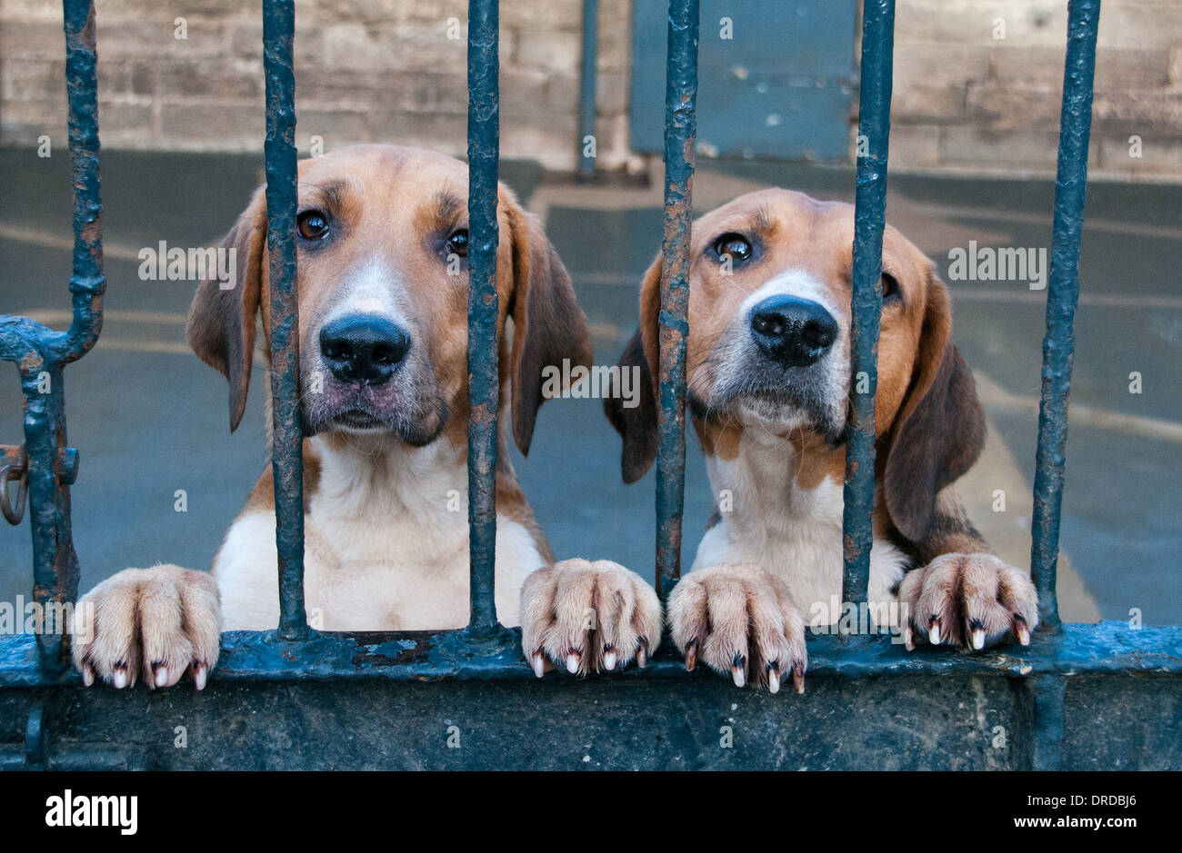 Percy Hunt Stock Photos & Percy Hunt Stock Images - Alamy