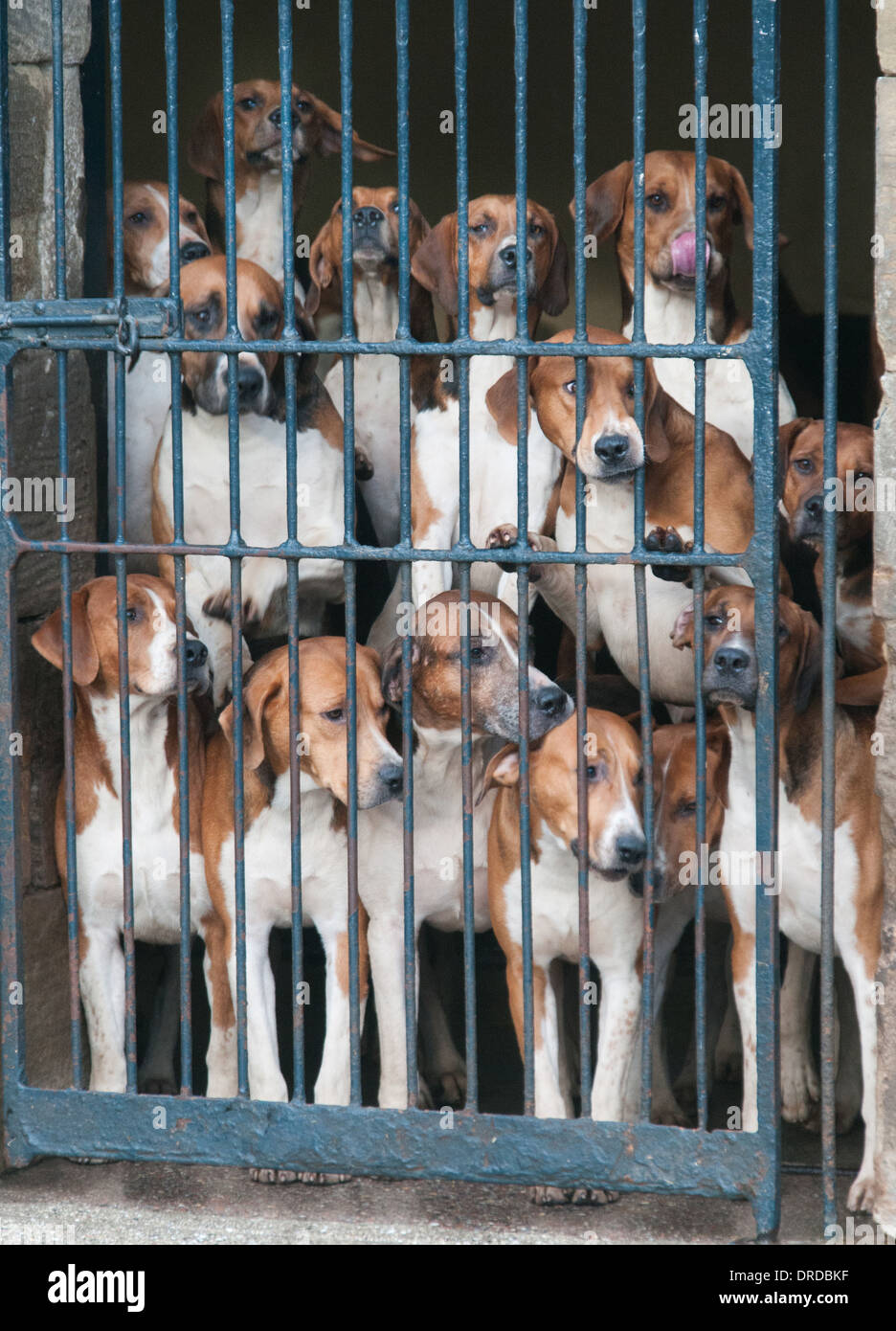 The Percy Hunt foxhounds based in Alnwick, Norhumberland Stock Photo ...