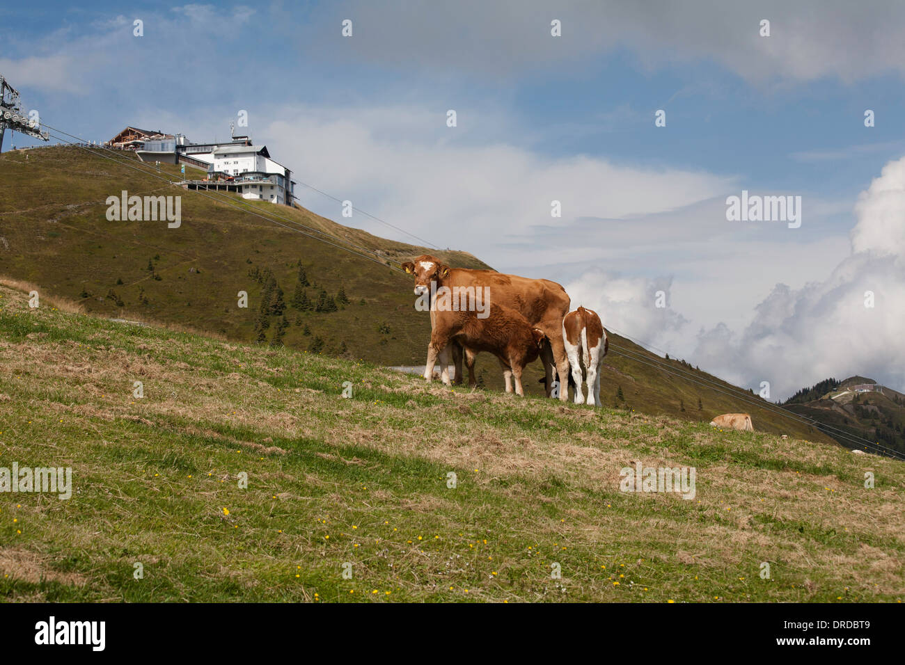 Pinzgau Cattle High Resolution Stock Photography and Images - Alamy