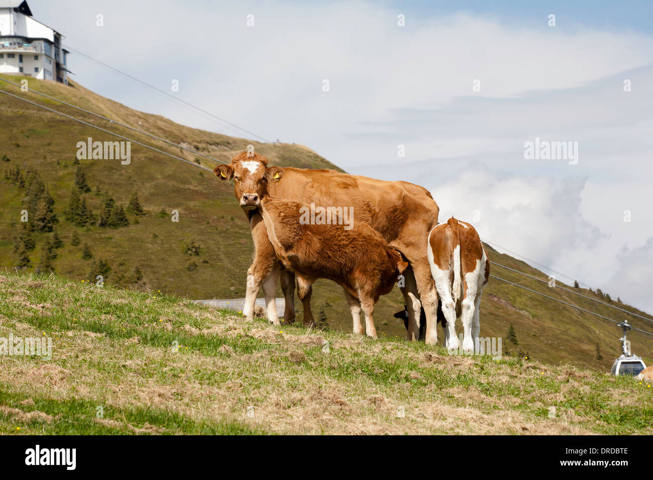 Pinzgau Cattle High Resolution Stock Photography and Images - Alamy