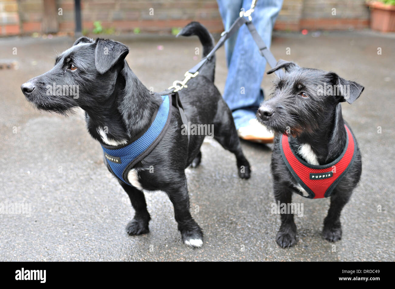 Two dogs in red and blue Stock Photo - Alamy