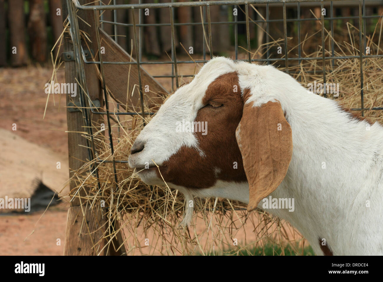 Goat Eating Straw High Resolution Stock Photography and Images - Alamy