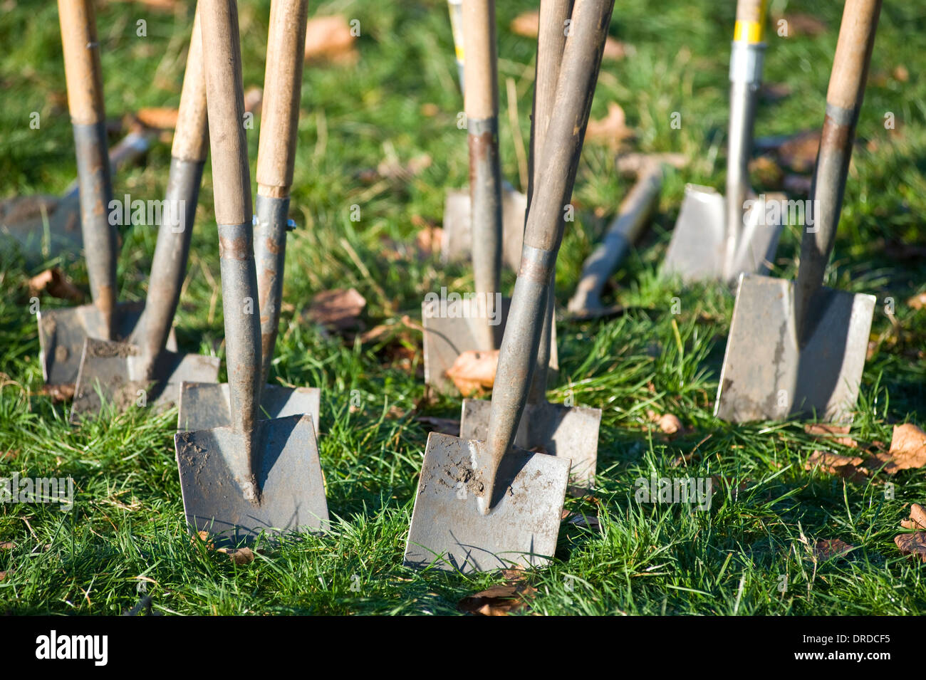 Spades ready to dig holes for planting trees in London through the ...
