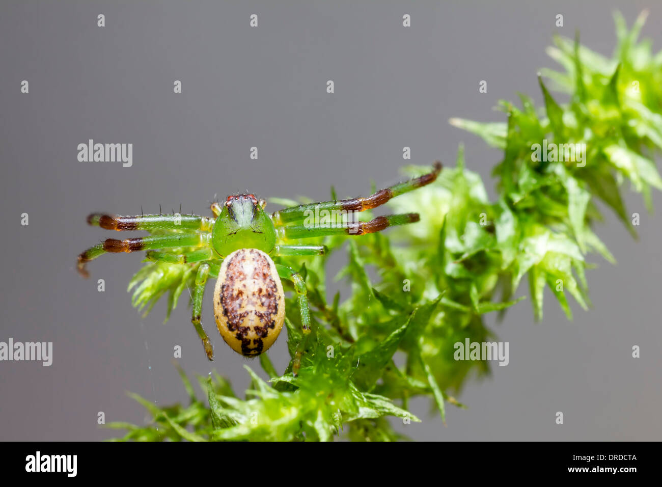 The Green Crab Spider (Diaea dorsata Stock Photo - Alamy
