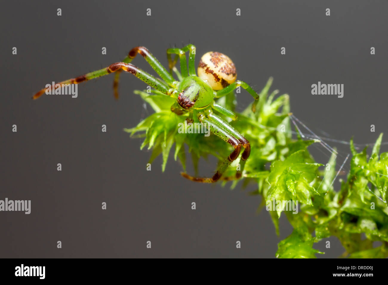 The Green Crab Spider (Diaea dorsata Stock Photo - Alamy