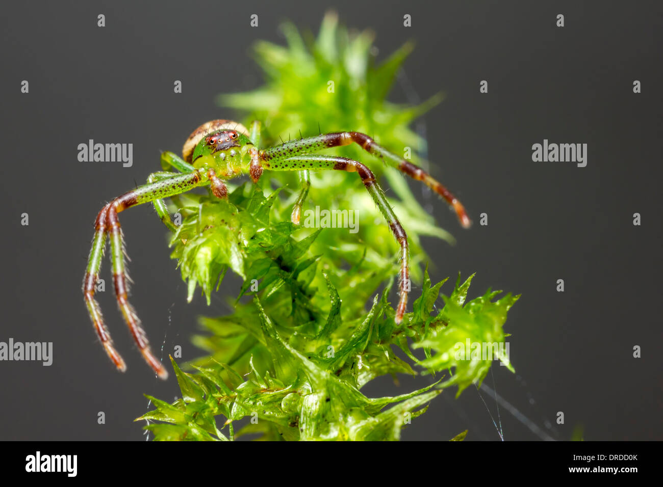 The Green Crab Spider (Diaea dorsata Stock Photo - Alamy