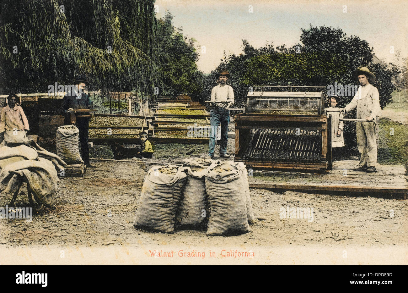 Grading Walnuts - California, USA Stock Photo - Alamy