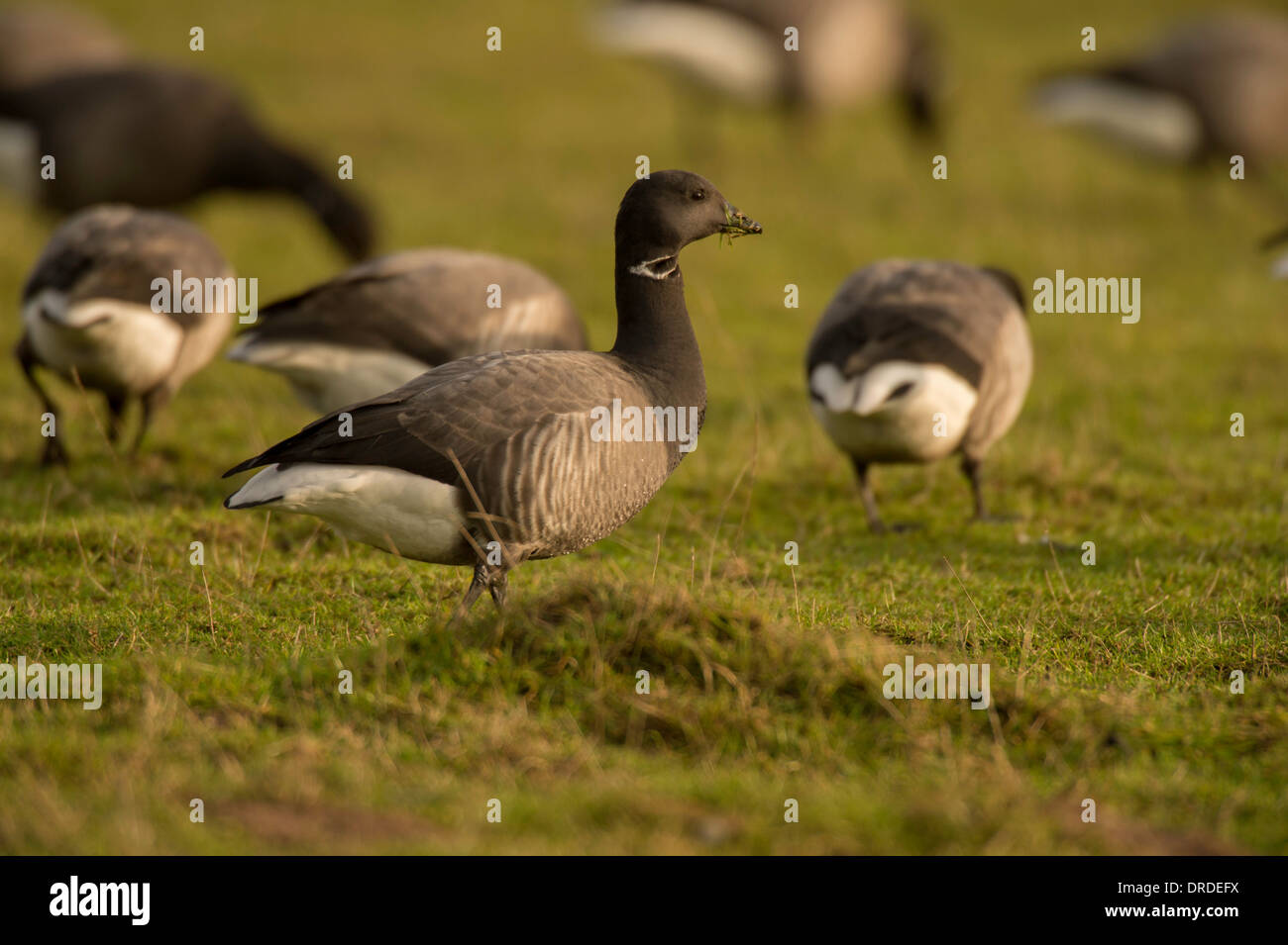 Dark Bellied Brent Geese feeding on grass field Stock Photo - Alamy