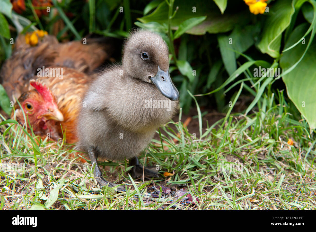 Young Duckling with adoptive Chicken parent Stock Photo - Alamy