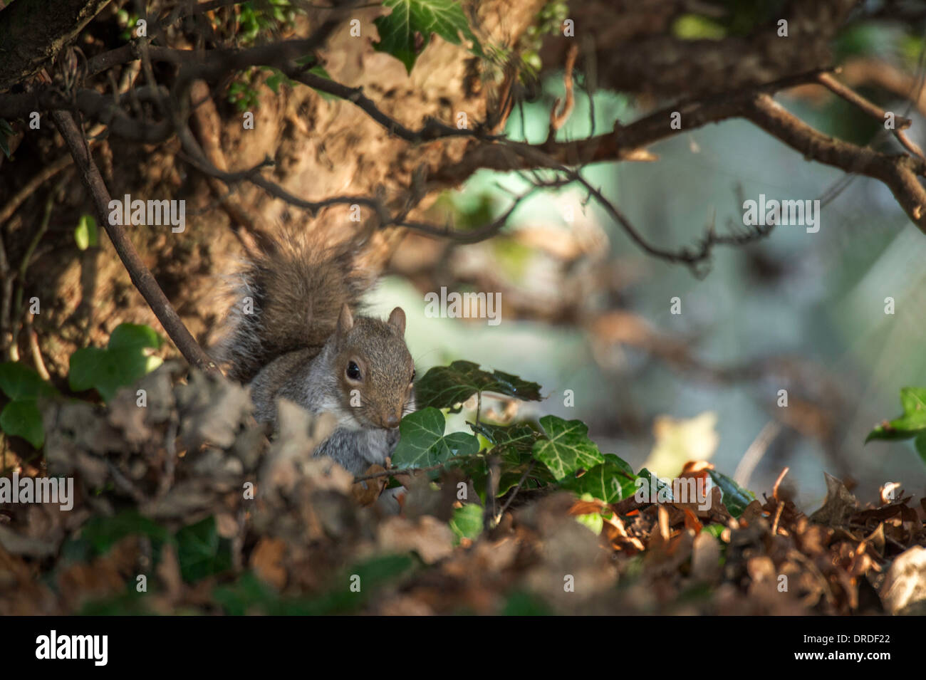 Squirrel in leaf litter hi-res stock photography and images - Alamy